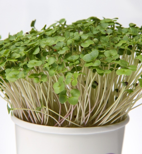 Organic living Broccoli micros that keep growing! – 1st Micro Greenery
