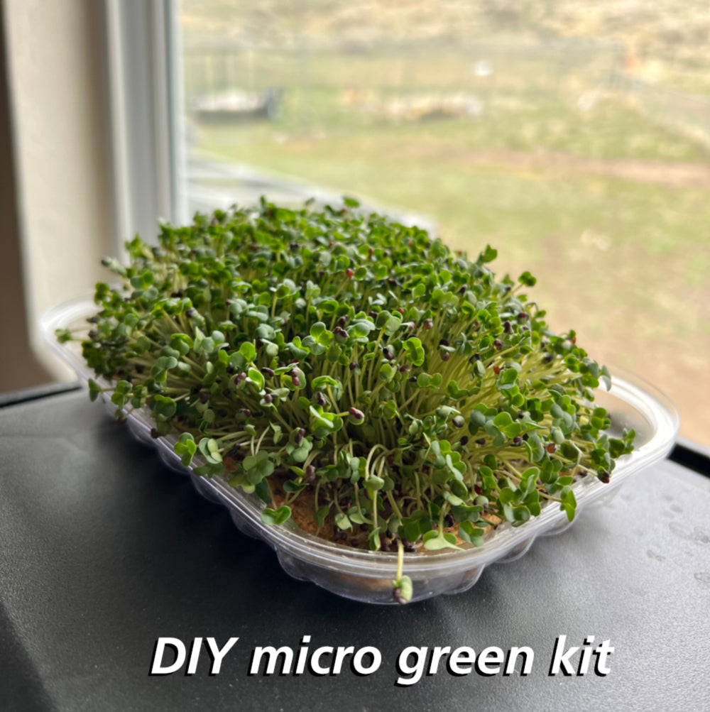 Organic Broccoli DIY micro green kit – 1st Micro Greenery
